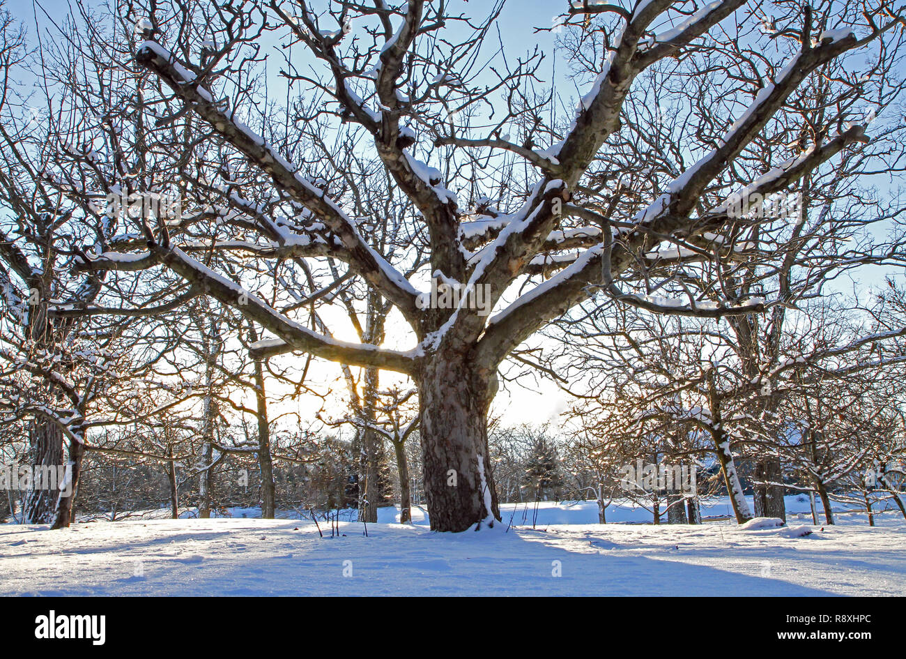 A clear morning in winter with the sun rising behind a large stately ...