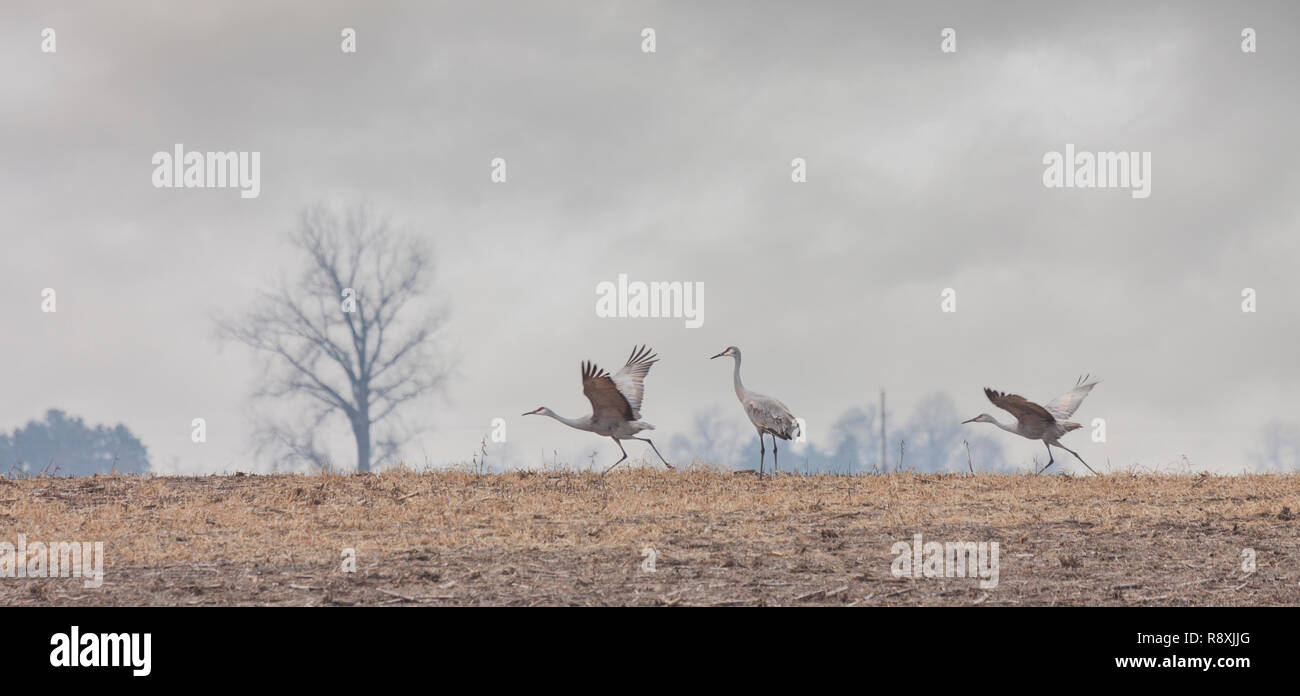 Crane Bird Fight High Resolution Stock Photography and Images - Alamy
