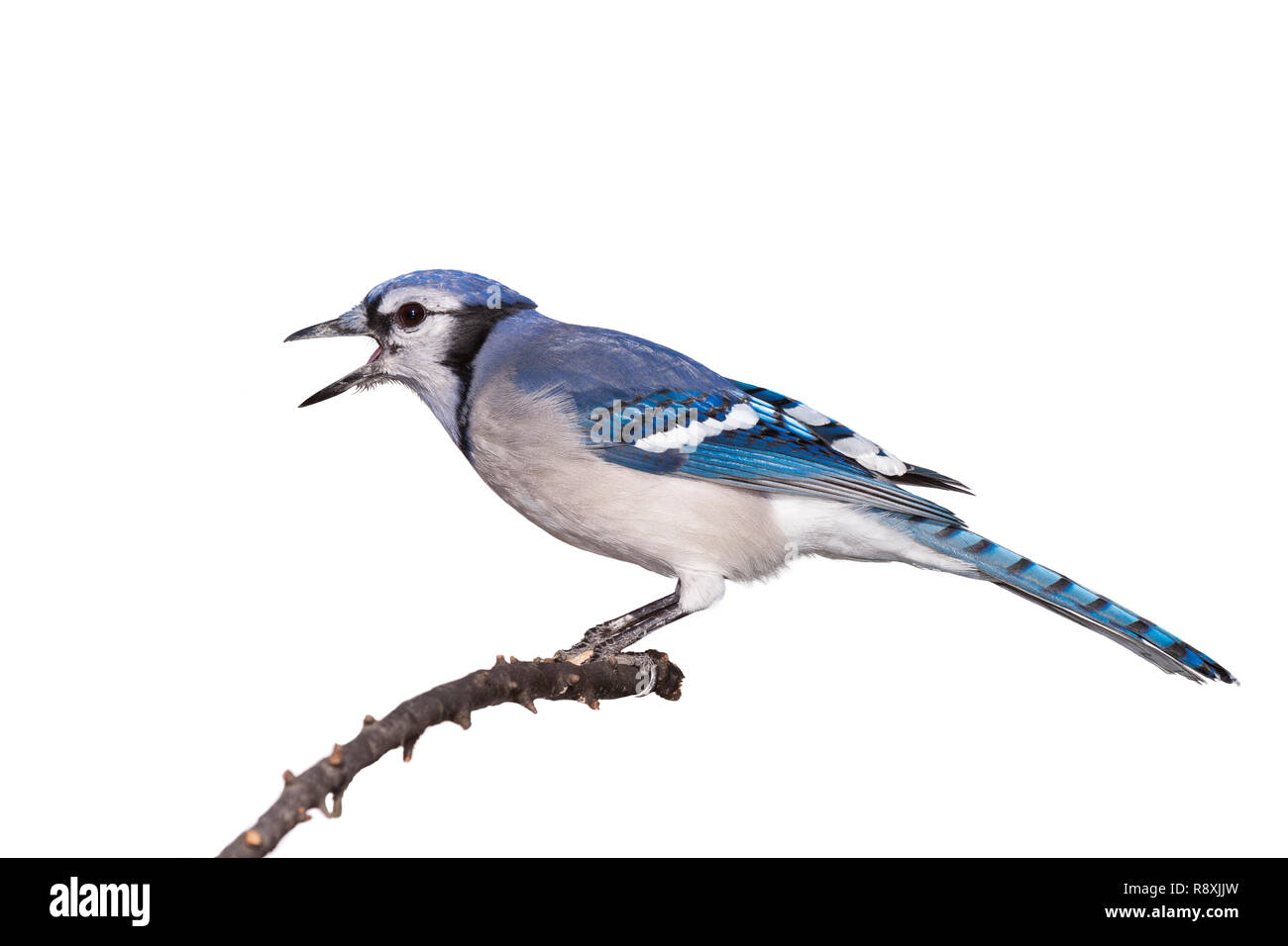 Jay bird wide Cut Out Stock Images & Pictures - Alamy