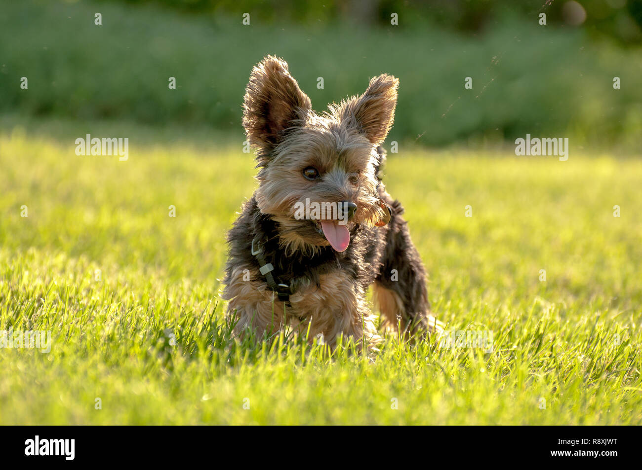 Yorkie outside hi-res stock photography and images - Alamy