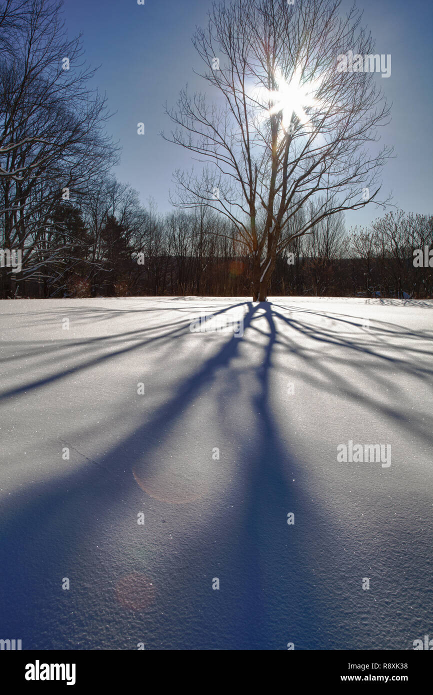Long early morning shadows cast on the snow Stock Photo - Alamy