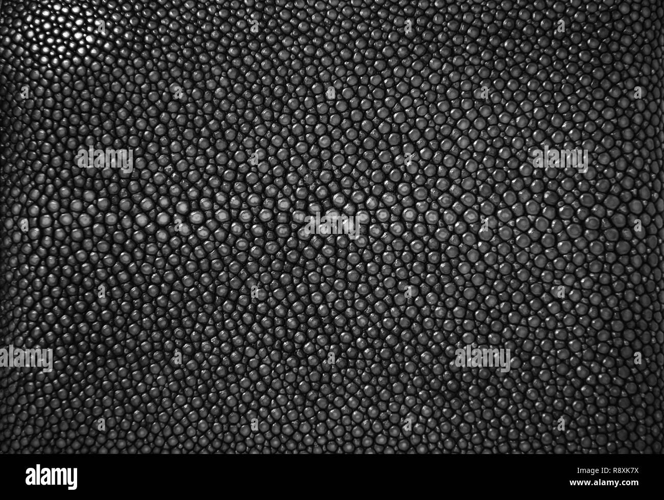 Stingray skin Black and White Stock Photos & Images - Alamy