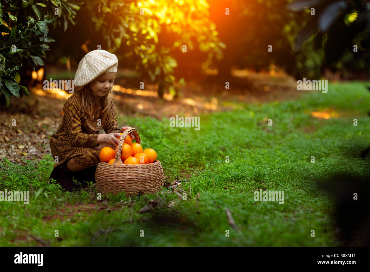 Charming girl collecting oranges in basket Stock Photo - Alamy