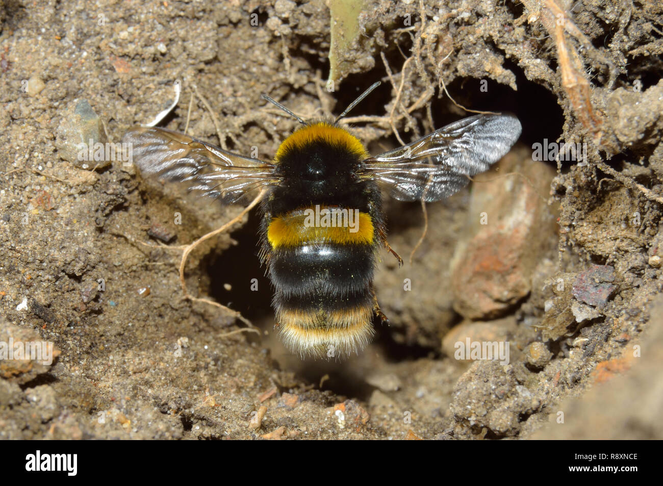 Bumblebee in flight, in and out of dirt burrow Stock Photo - Alamy