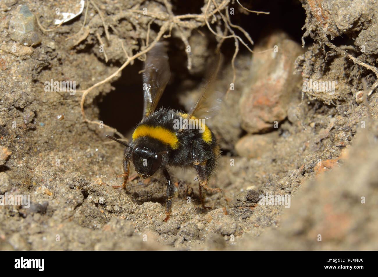 Bumblebee in flight, in and out of dirt burrow Stock Photo - Alamy