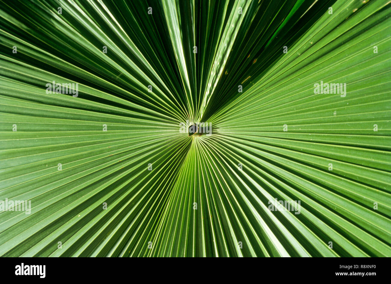 Palmyra leaves hi-res stock photography and images - Alamy