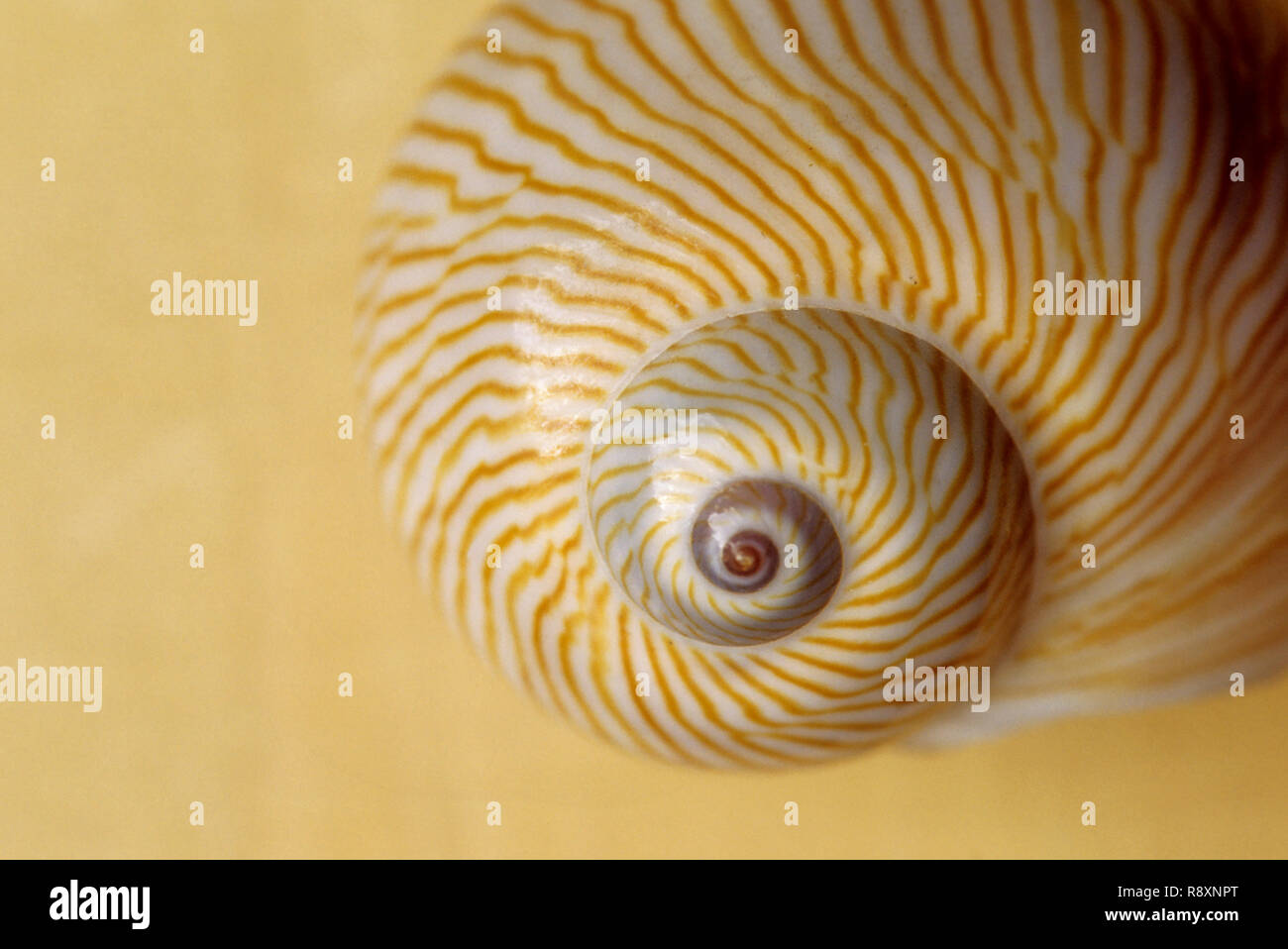 Close ups of shell, concept, india Stock Photo - Alamy