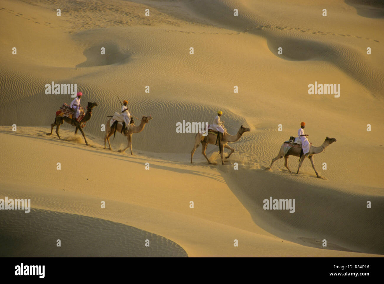 camel ride in Sand Dunes, Sam Sand Dunes, Jaisalmer, Rajasthan, India ...