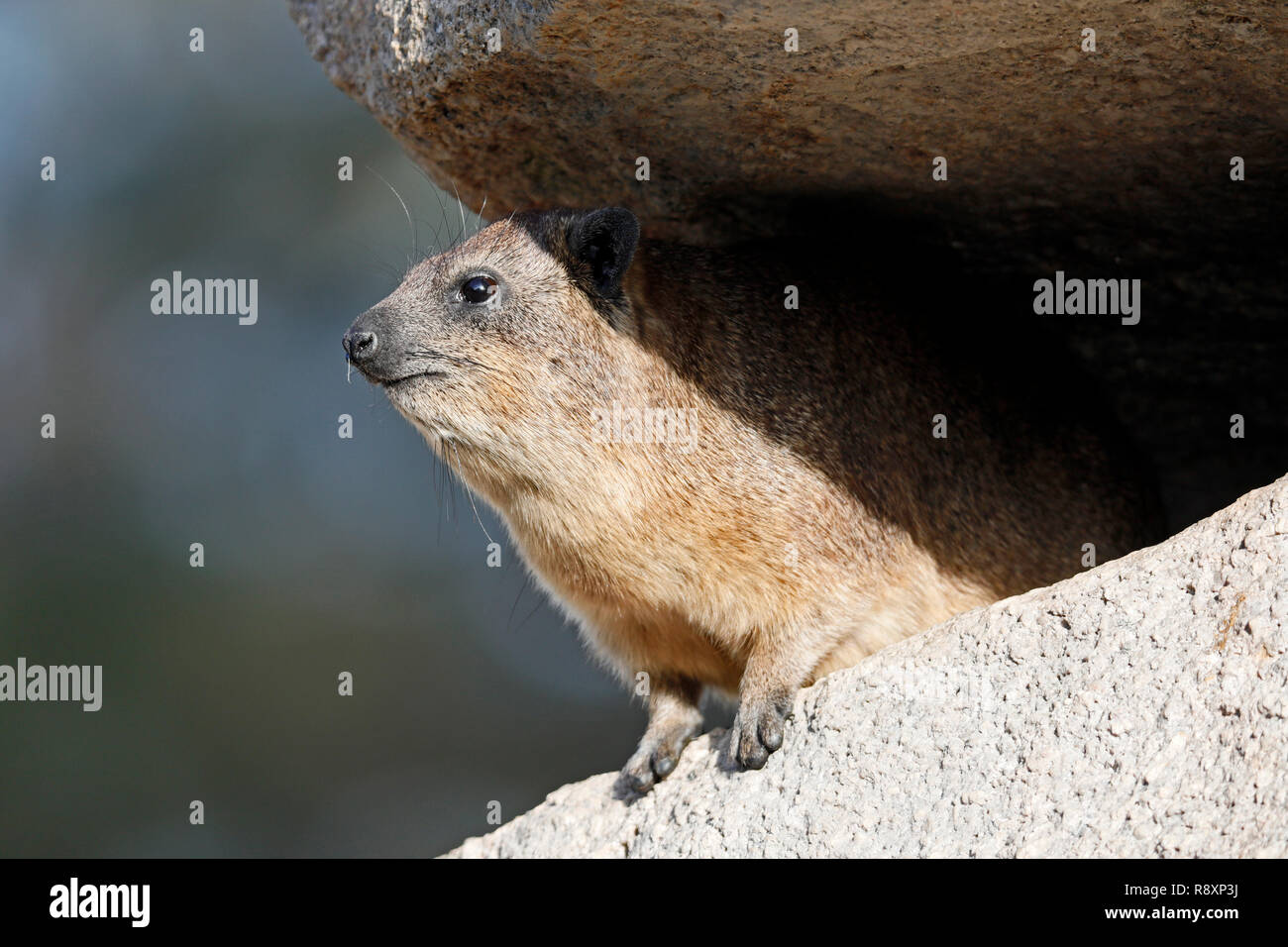 Rock badger (Procavia capensis) stand on Rock, captive, Germany Stock ...