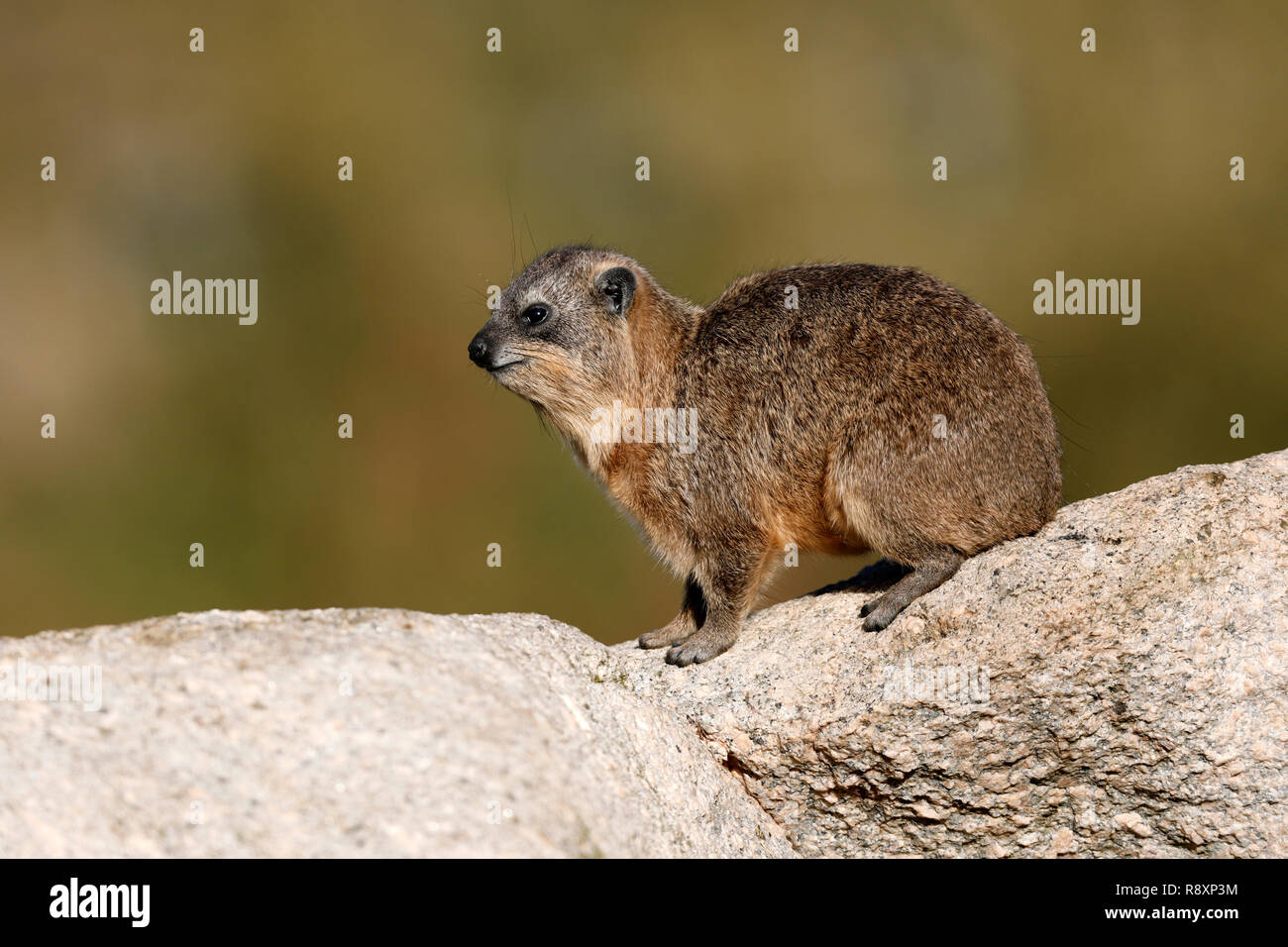 Rock badger (Procavia capensis) stand on Rock, captive, Germany Stock ...