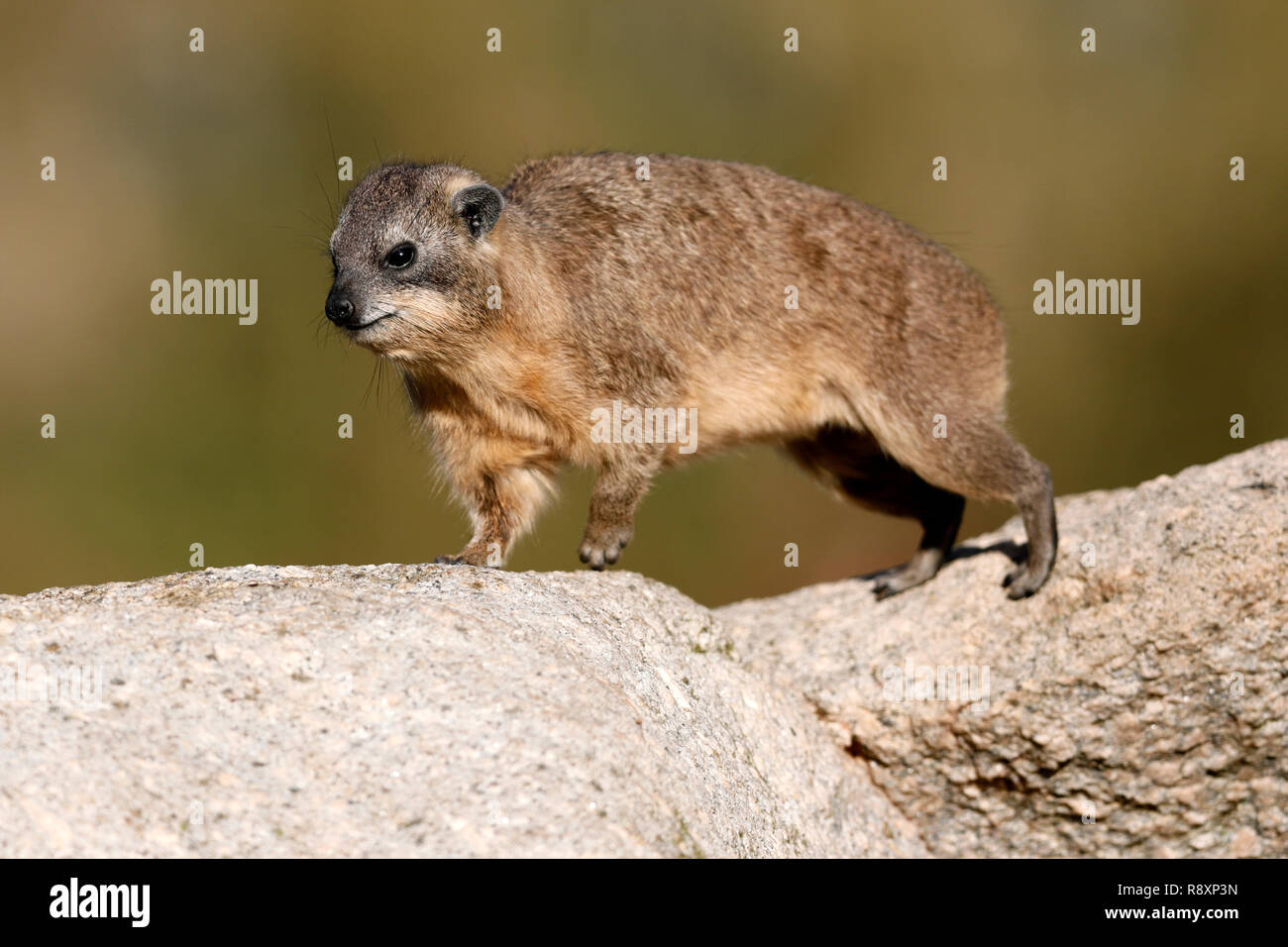 Rock badger (Procavia capensis) stand on Rock, captive, Germany Stock ...
