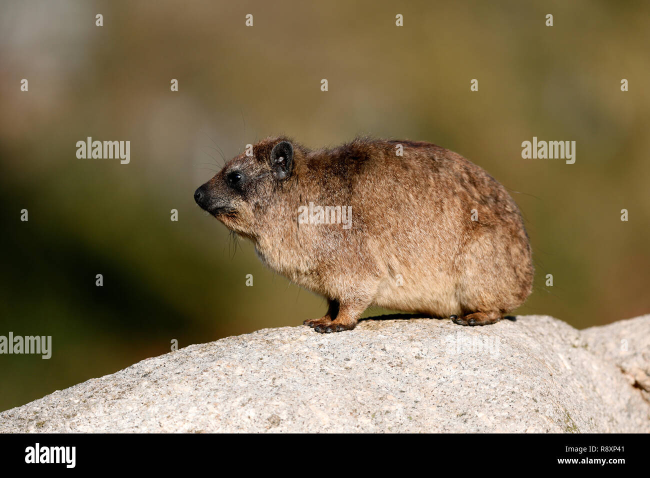 Rock badger hi-res stock photography and images - Alamy