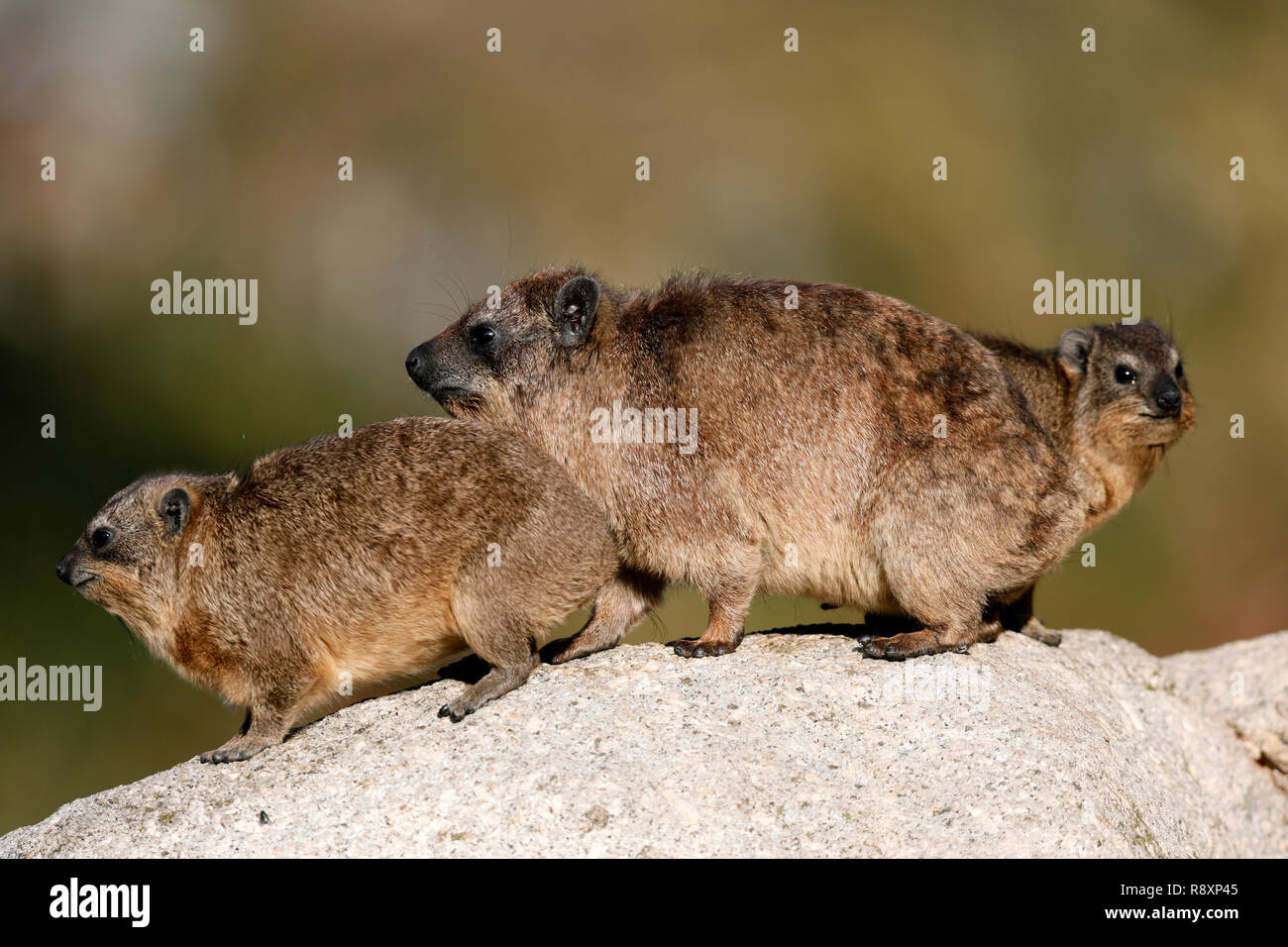 Rock badger hi-res stock photography and images - Alamy