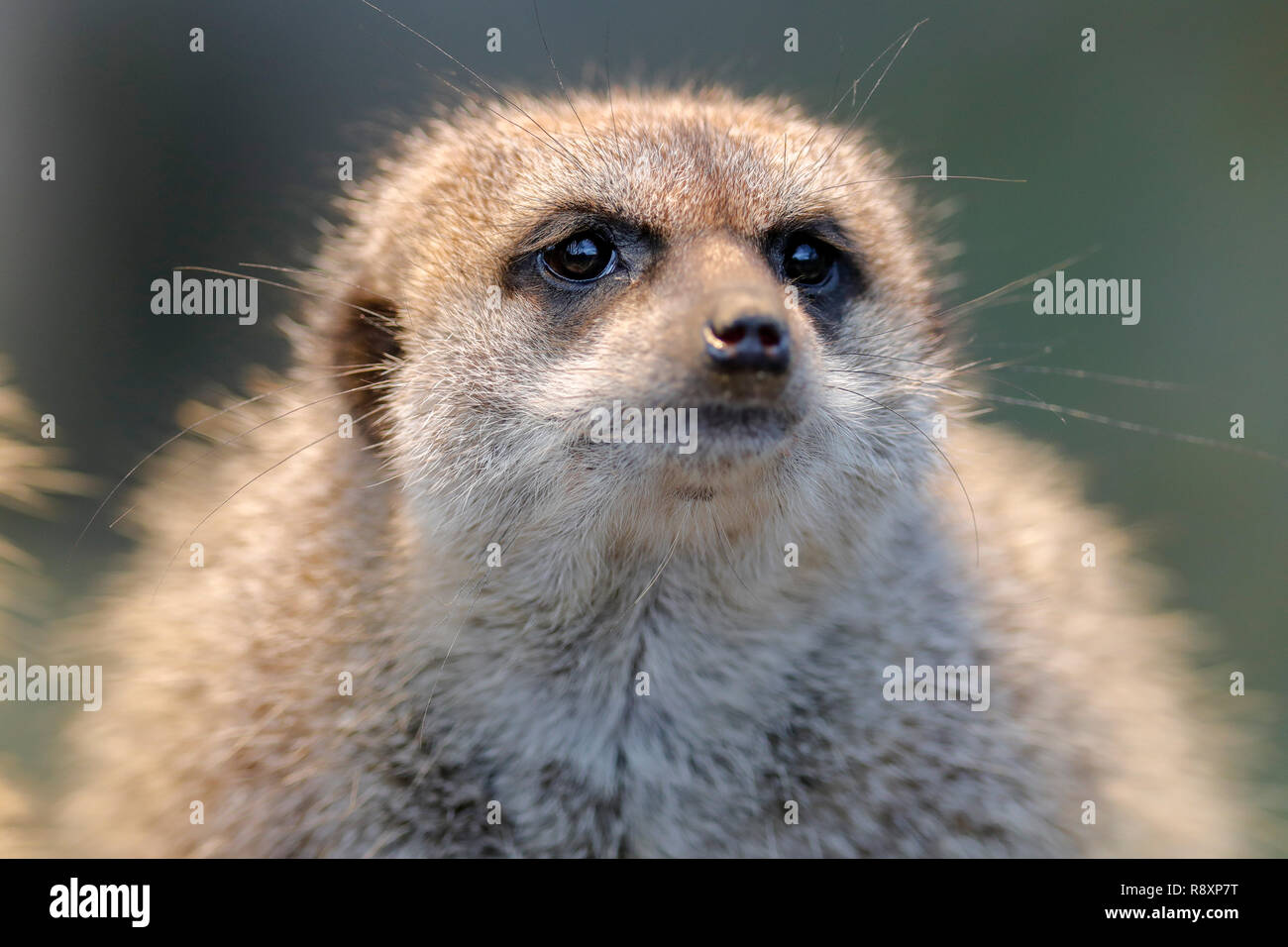 South africa predator meerkat hi-res stock photography and images - Alamy