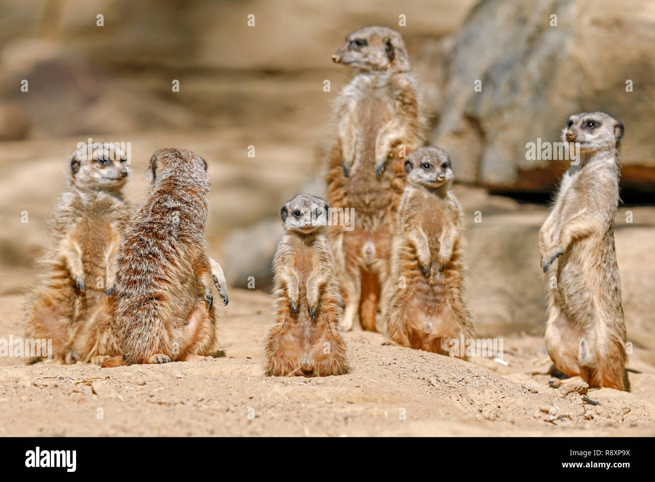 Suricata group hi-res stock photography and images - Alamy
