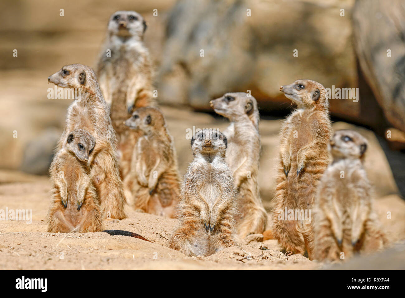 Mangusten hi-res stock photography and images - Alamy