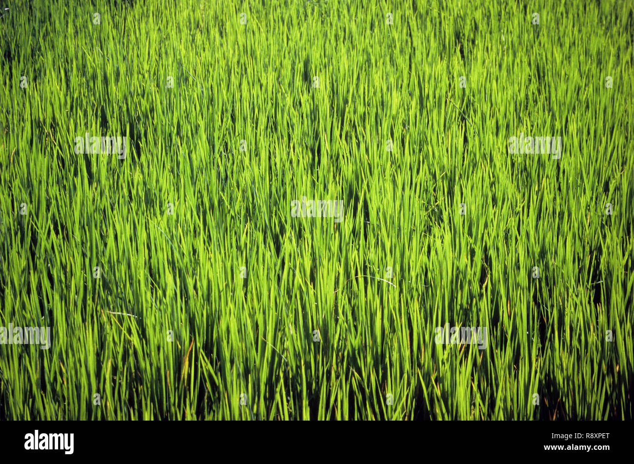 Paddy rice crop growing in fields in India Stock Photo - Alamy