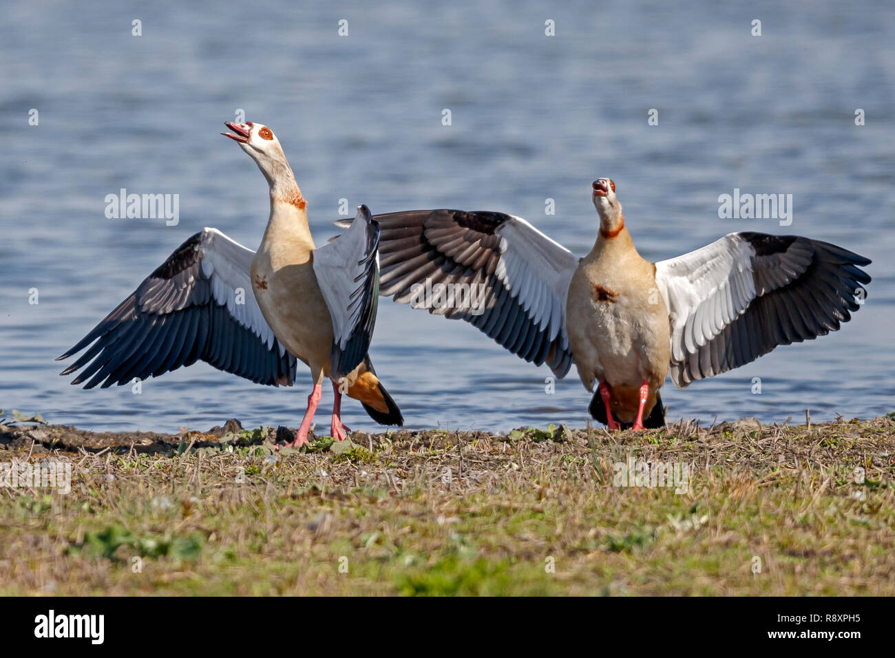 Egyptian goose (Alopochen aegyptiacus) in action, wildlife, Germany ...
