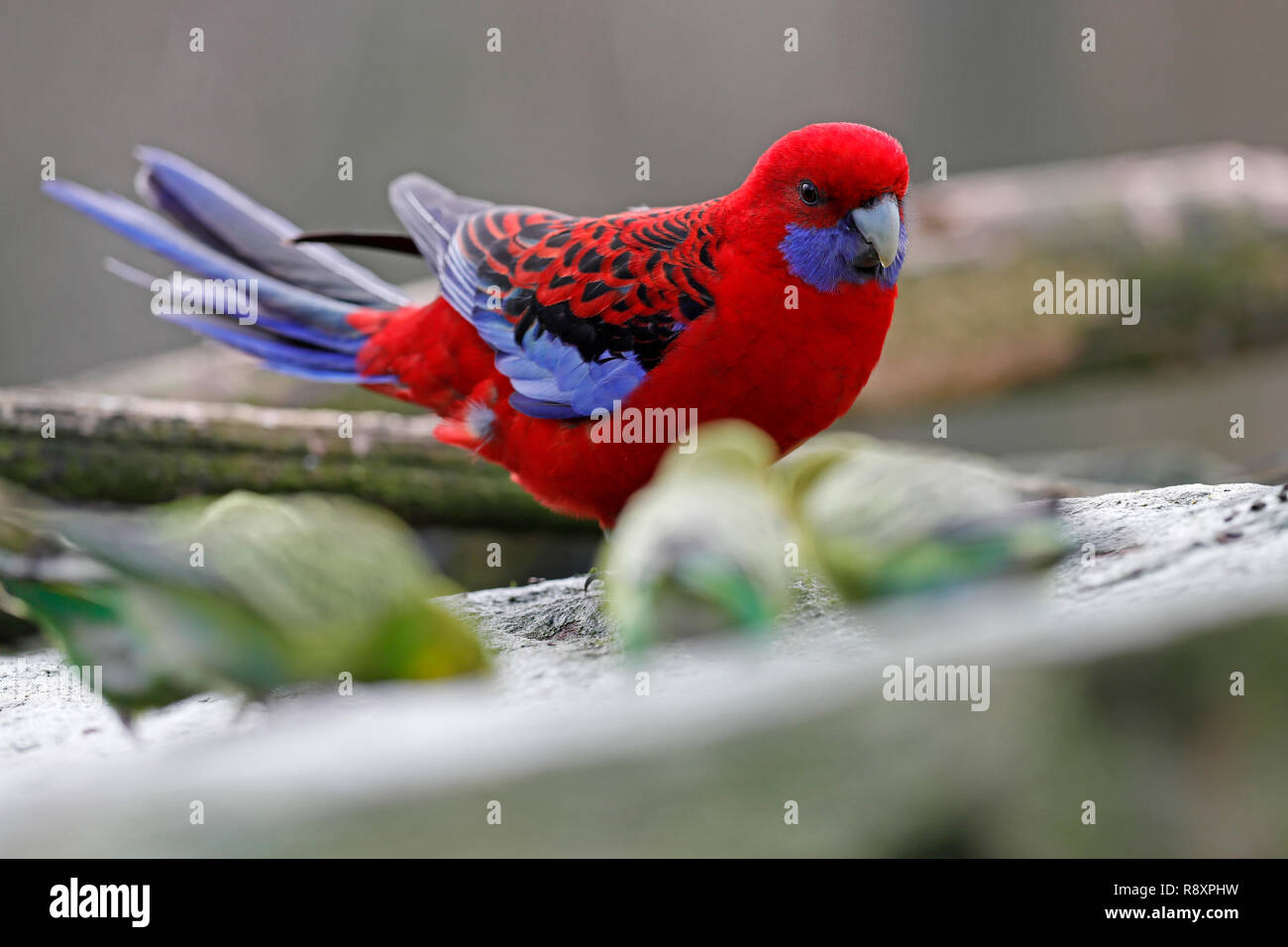 crimson rosella, (Platycercus elegans), captive, Germany Stock Photo ...