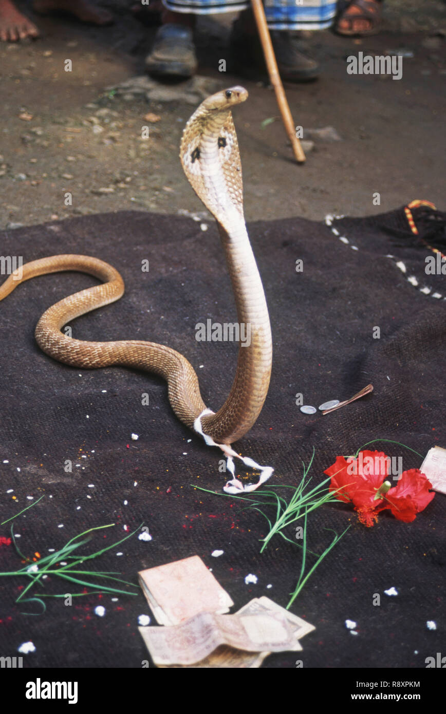 Snake Festival, India Stock Photo - Alamy