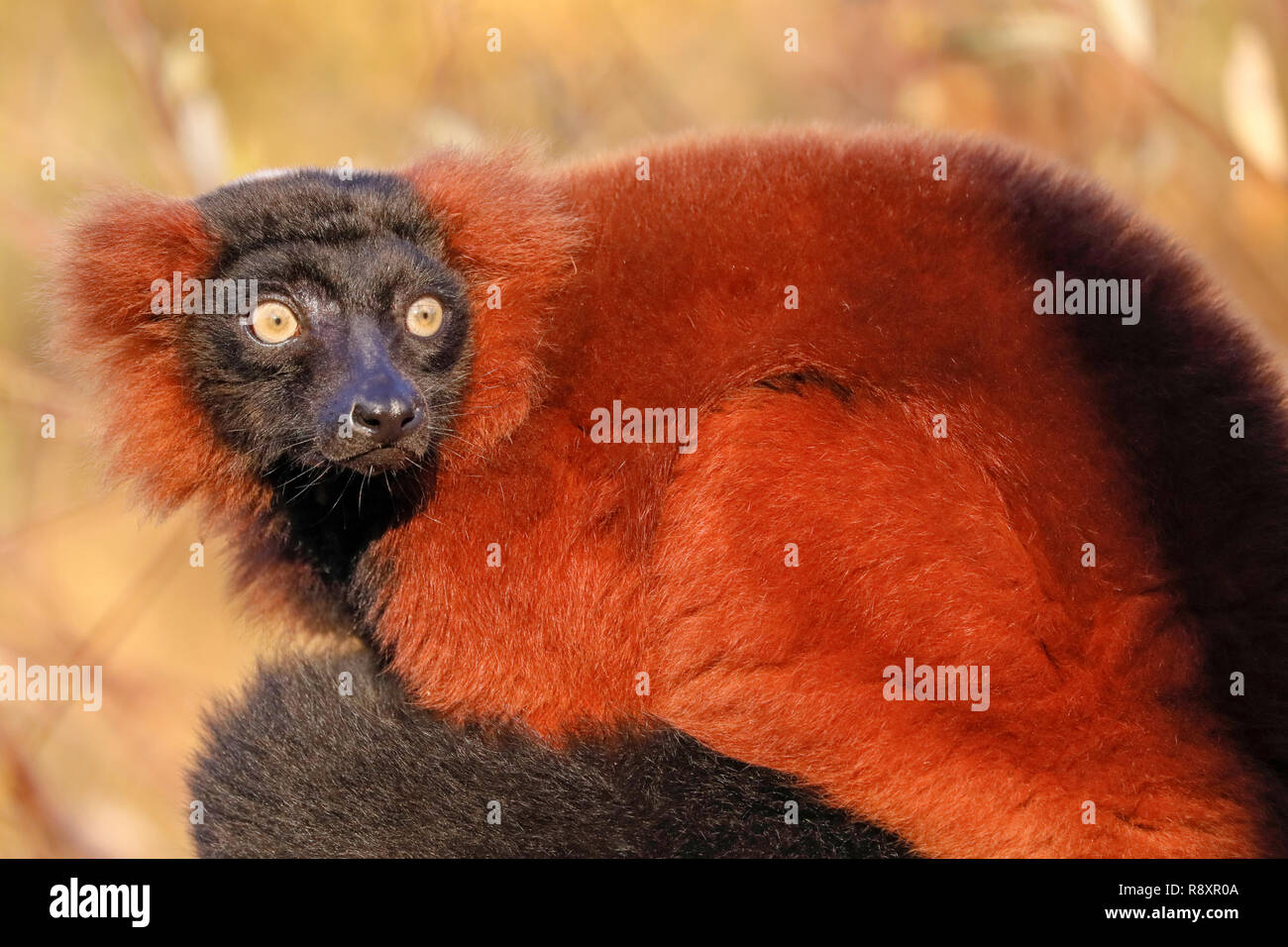Red vari hi-res stock photography and images - Alamy