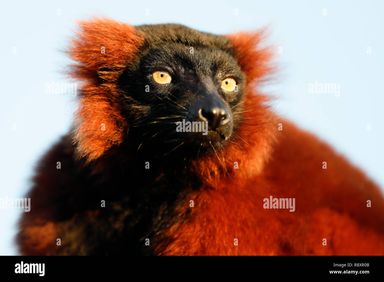 Red Vari (Varecia rubra) Portrait, France Stock Photo - Alamy