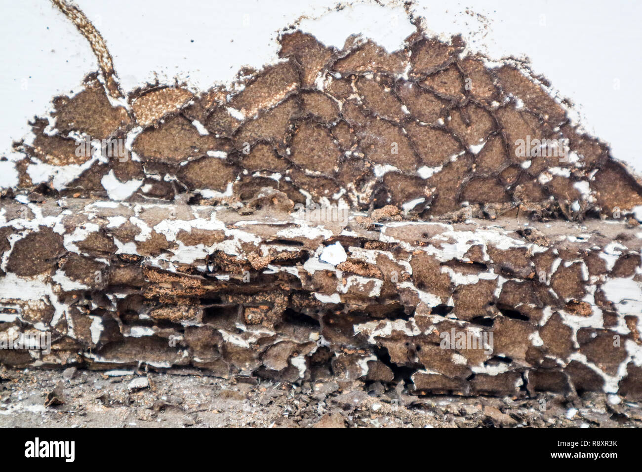 interior wood was was damaged by termite because this area not spray ...