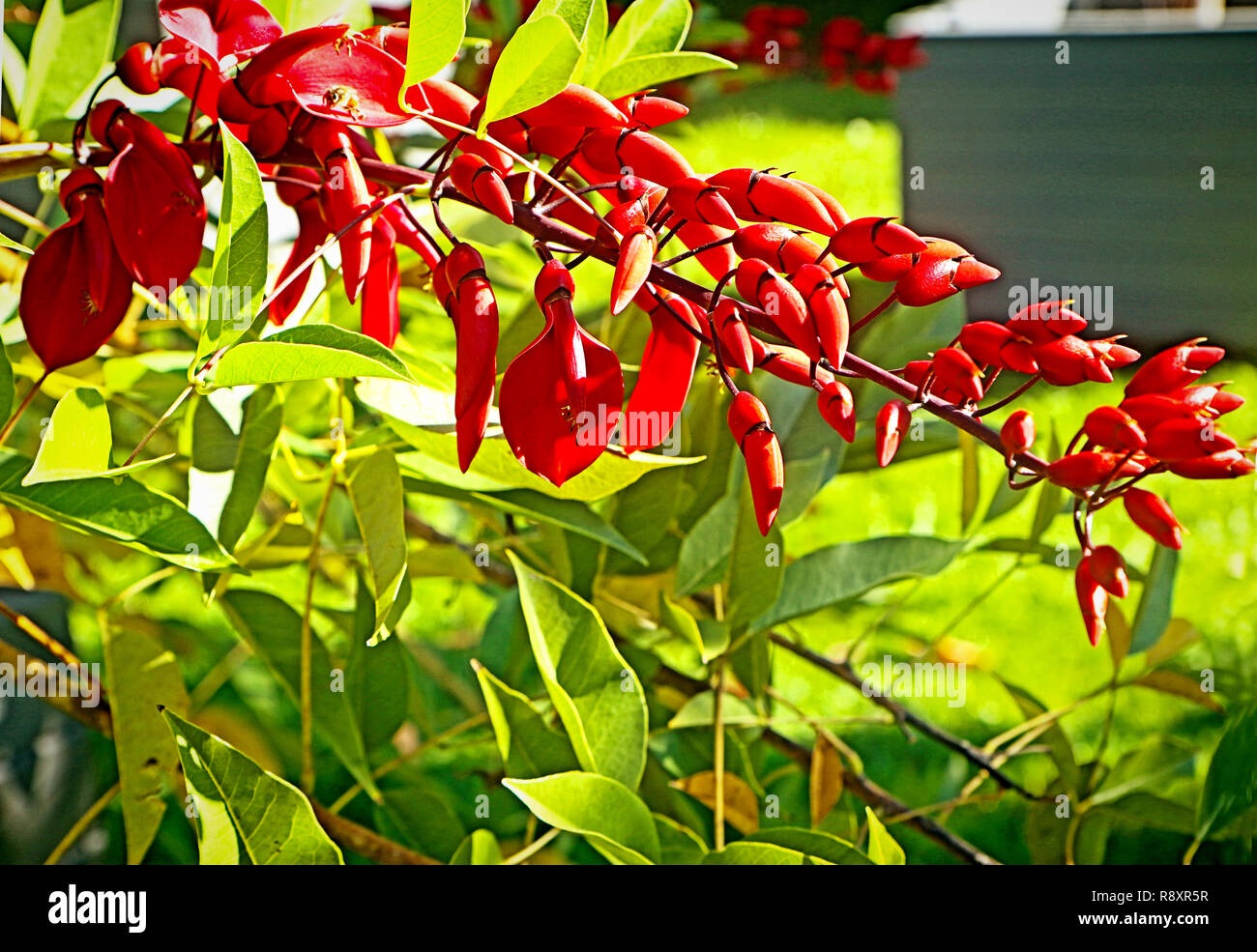 Bright red flowers of Erythrina crista-galli or cockspur coral tree ...