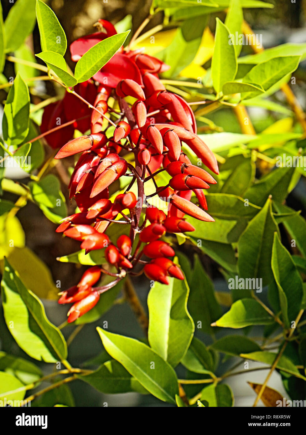 Bright red flowers of Erythrina crista-galli or cockspur coral tree ...