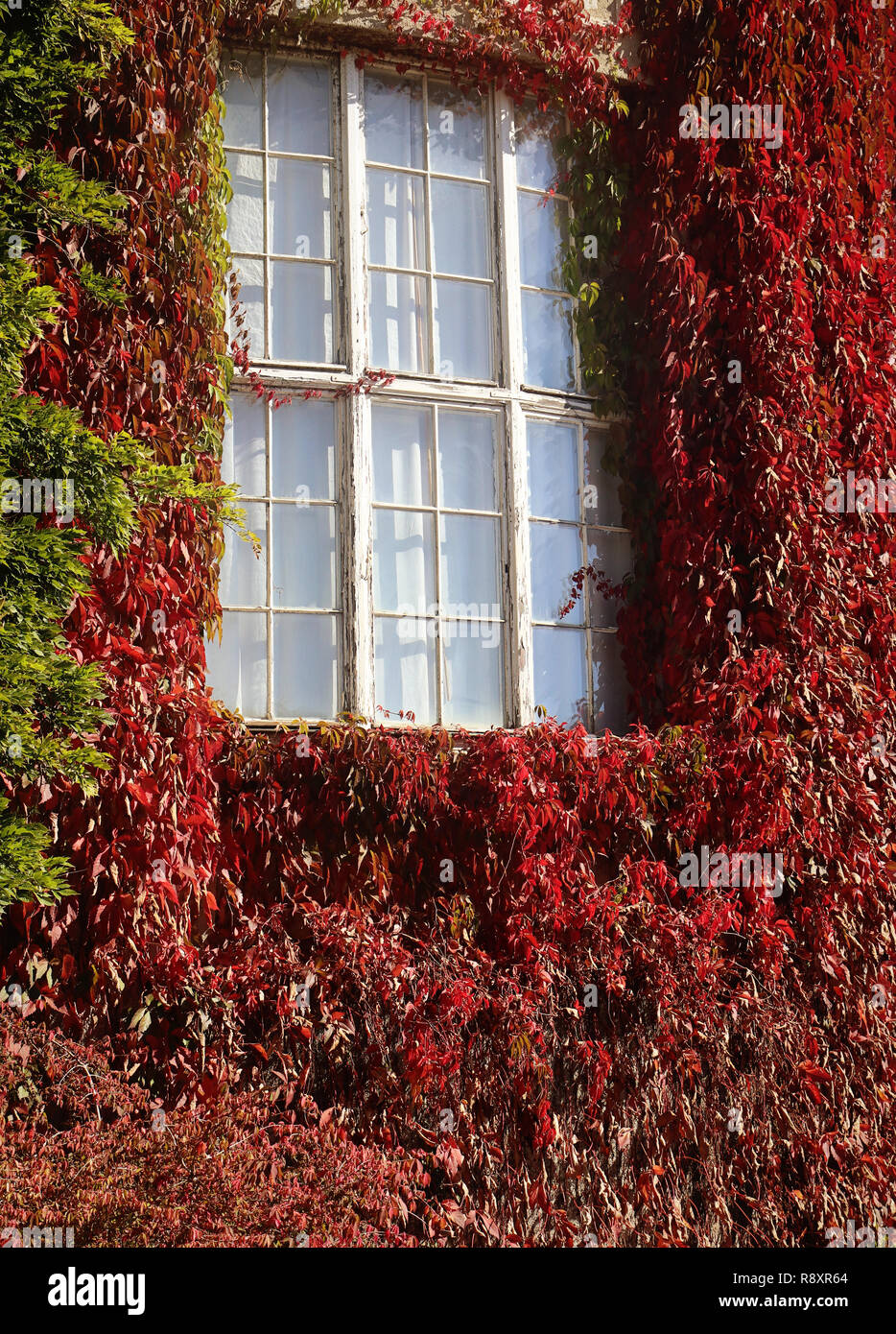 Autumnal view of house exterior wall covered by red foliage of creeper ...