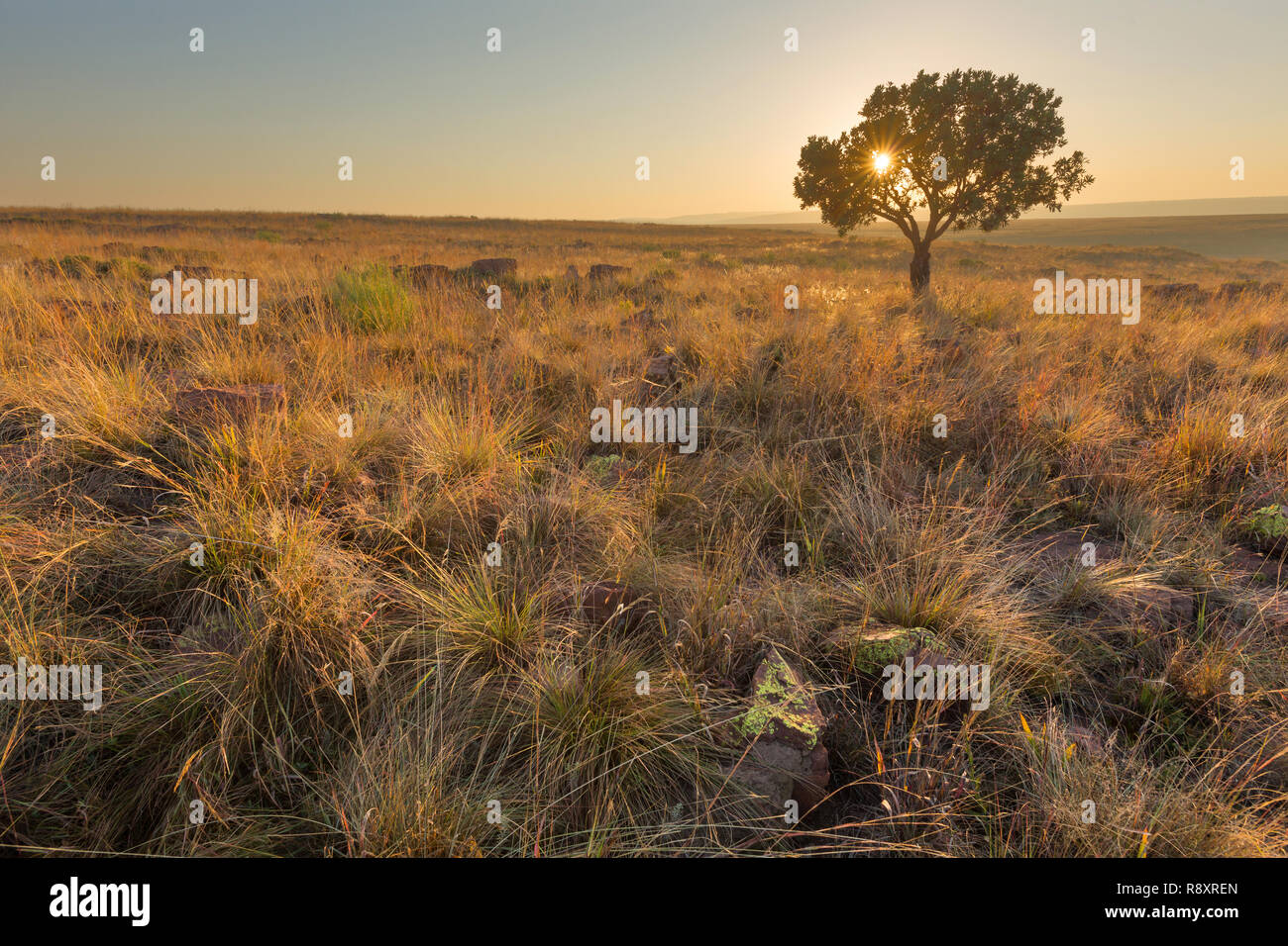 Highveld hi-res stock photography and images - Alamy