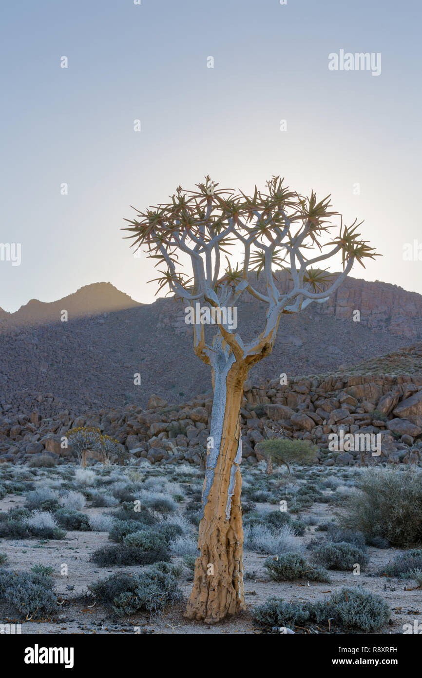 Quiver Tree in Richtersveld Stock Photo - Alamy