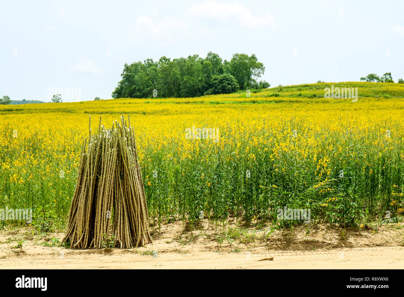 Fresh manure hi-res stock photography and images - Alamy