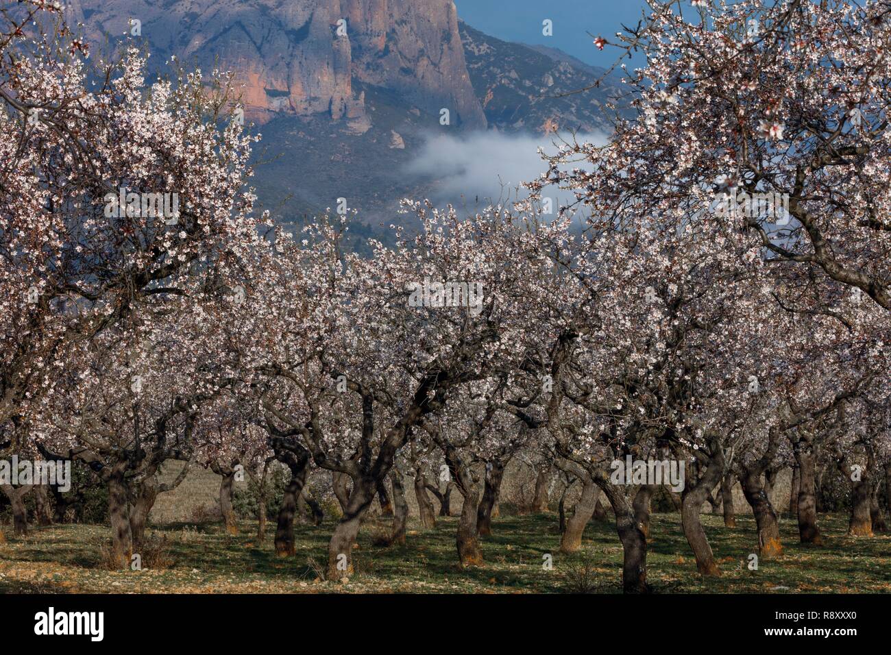 Spain, Aragon, Huesca, Riglos, cherry trees and almond trees in flower ...