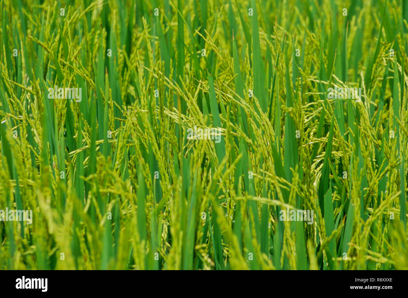 Cereals of rice crops Stock Photo - Alamy