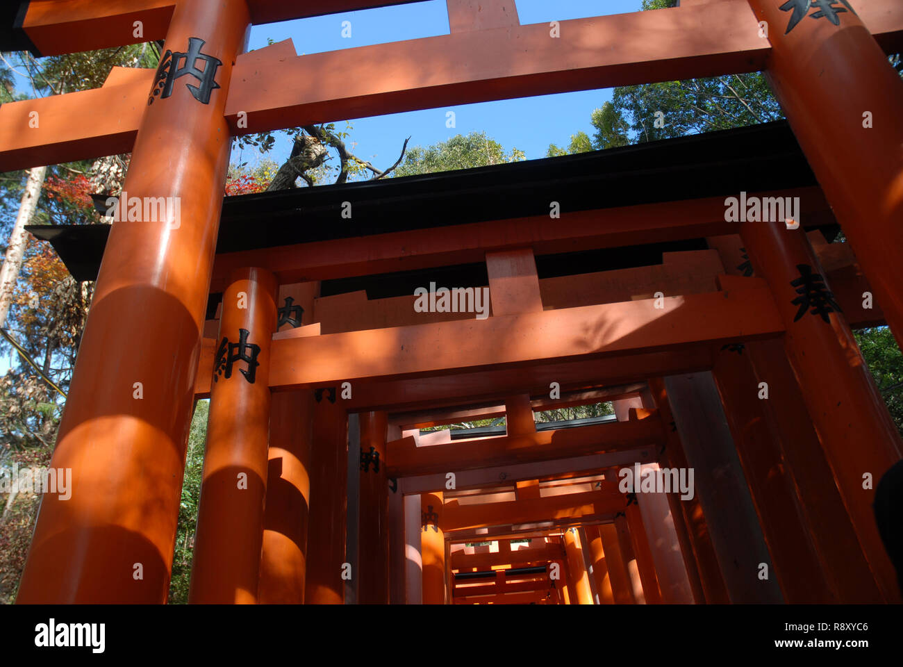 Rows of torii in japan hi-res stock photography and images - Alamy