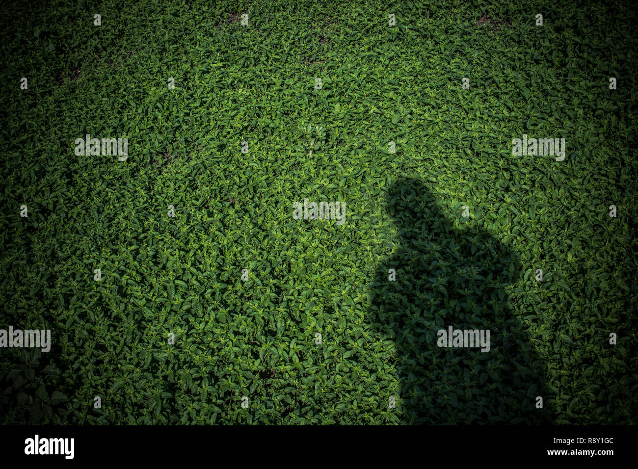 Growing sprouted agricultural crops in spring field Stock Photo - Alamy