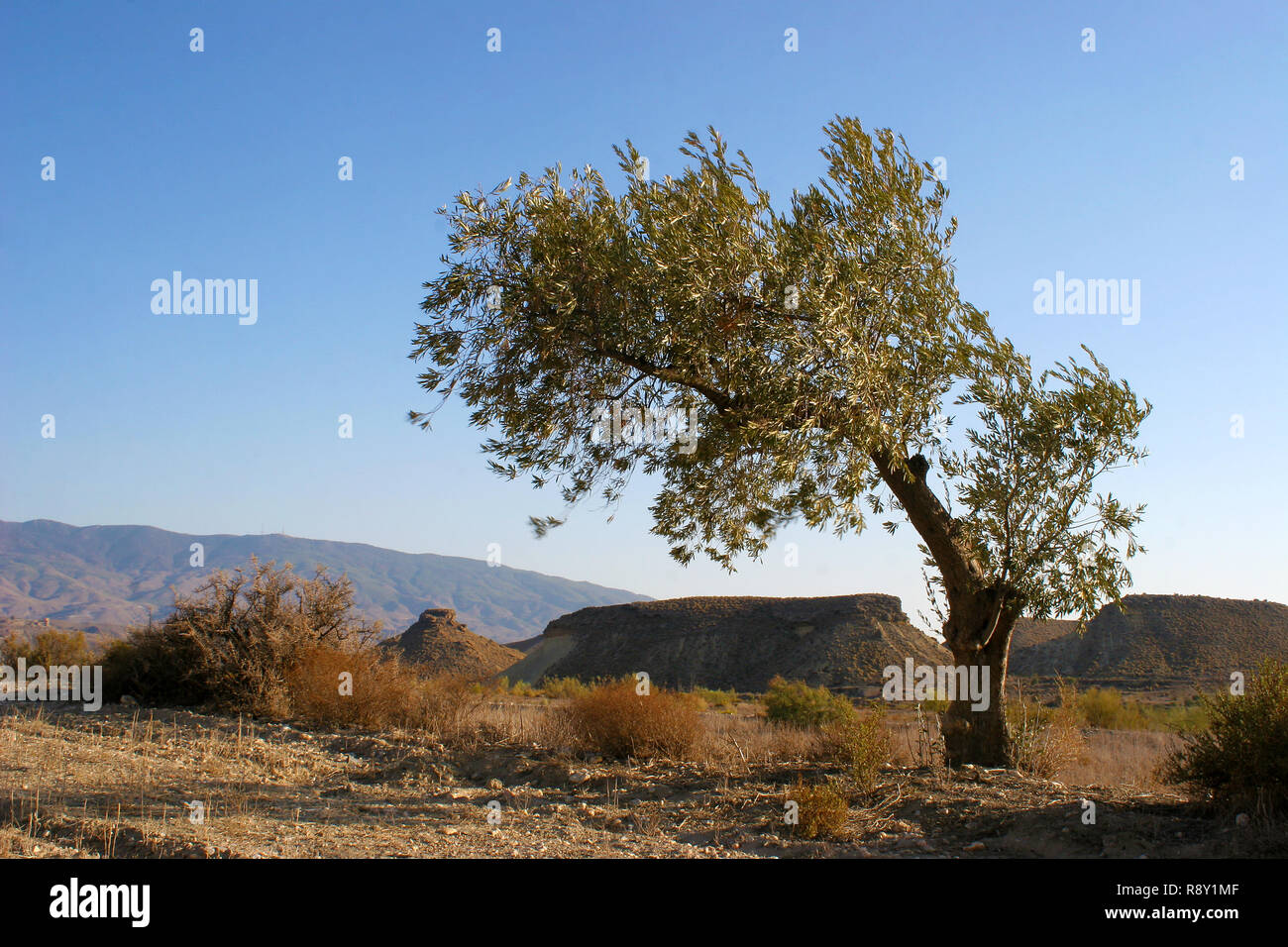 mediterranean olive tree, olive tree in the desert, loneliness Stock ...