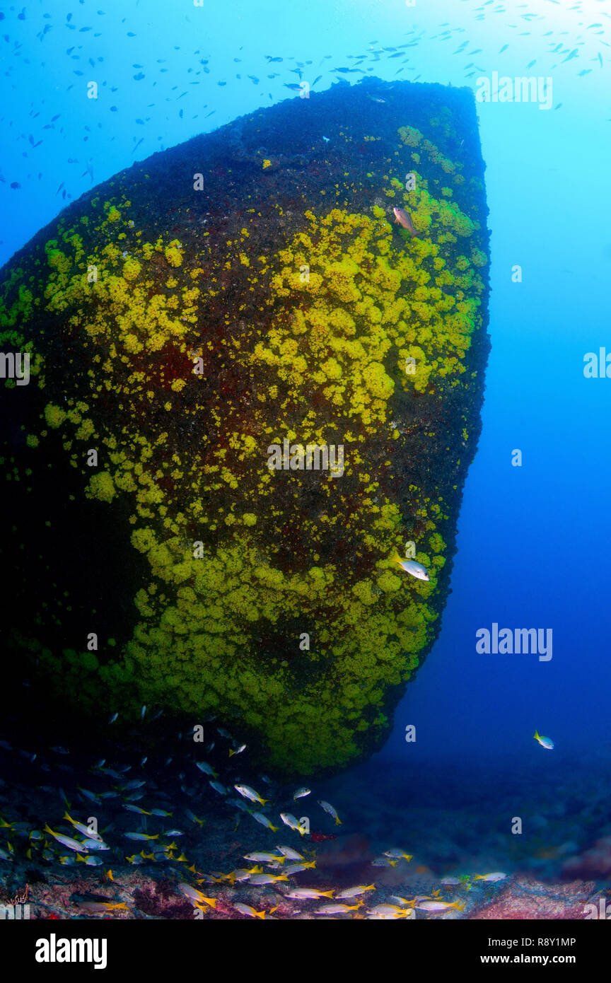 Cabo verde underwater hi-res stock photography and images - Alamy