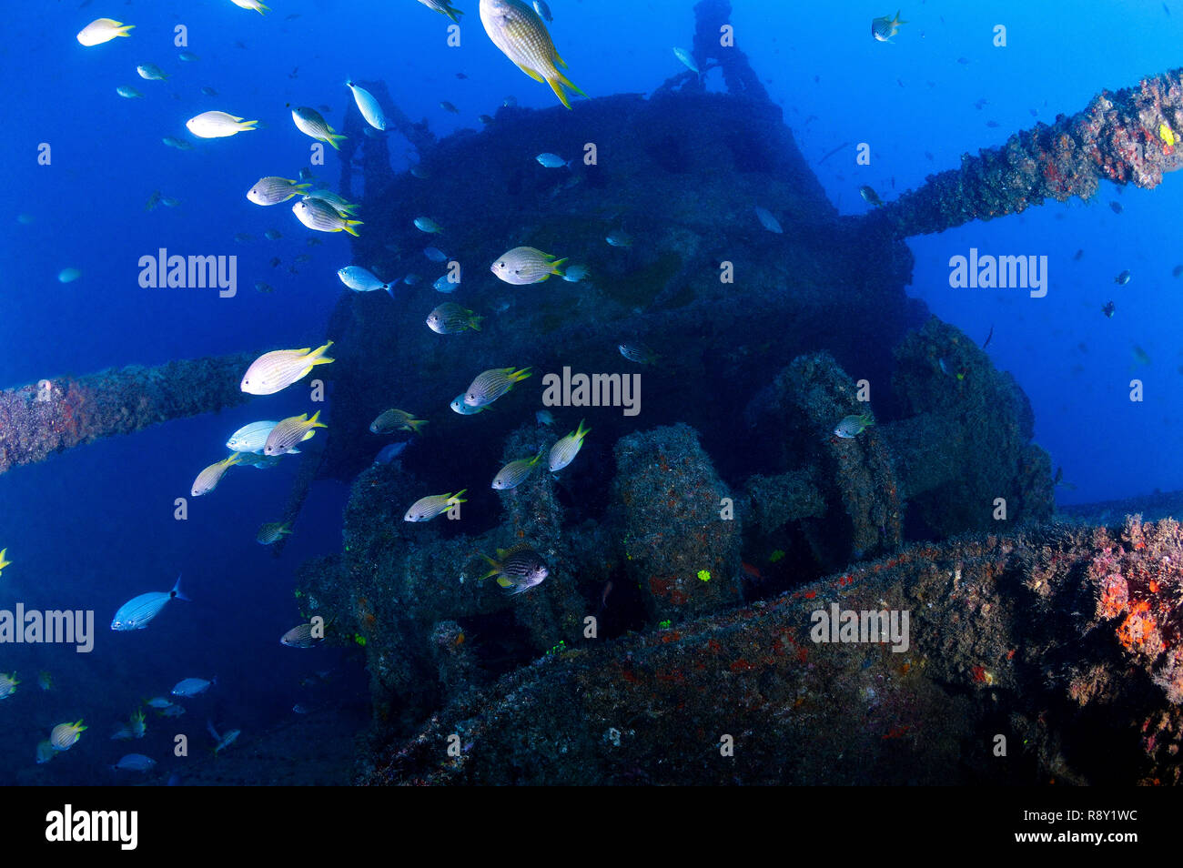 Cabo verde underwater hi-res stock photography and images - Alamy