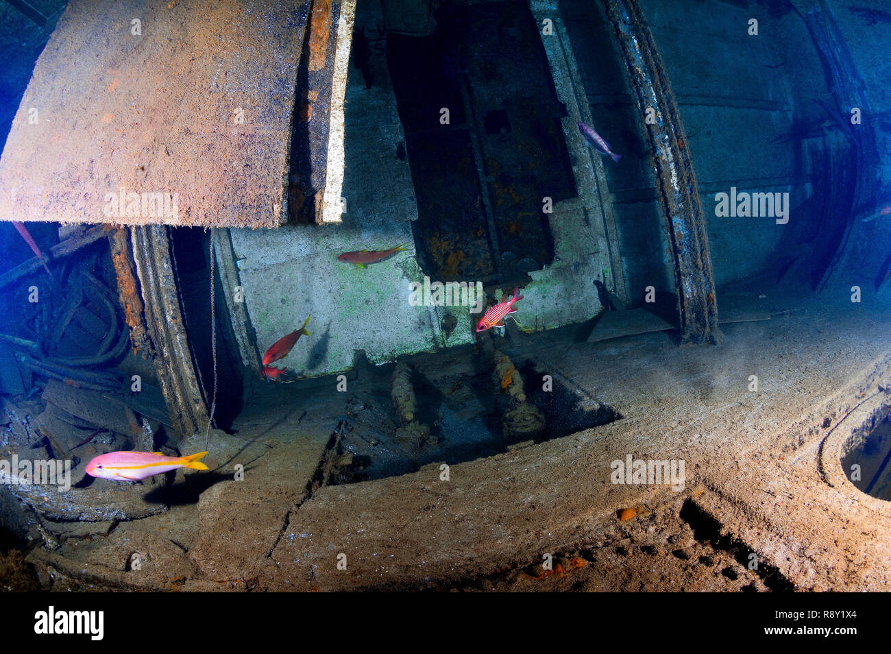 Cabo verde underwater hi-res stock photography and images - Alamy