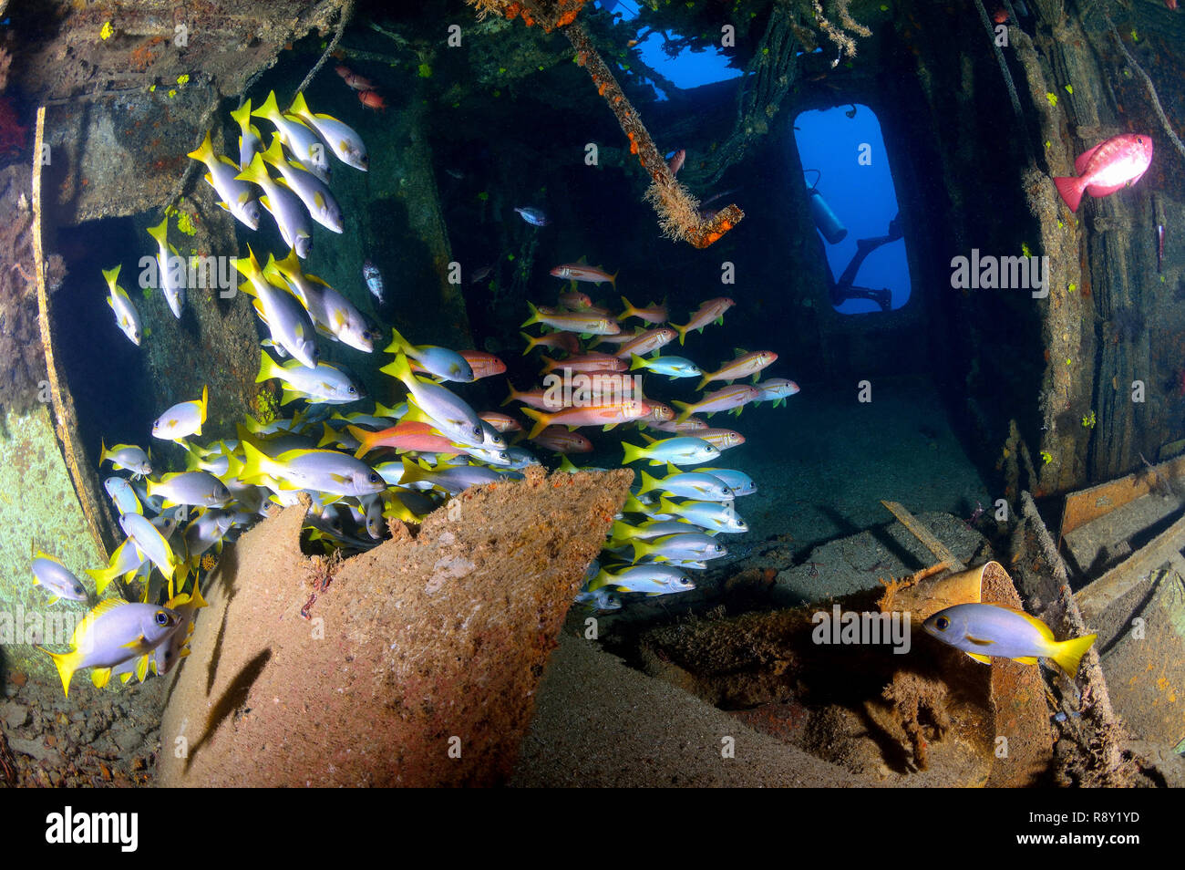 Cabo verde underwater hi-res stock photography and images - Alamy