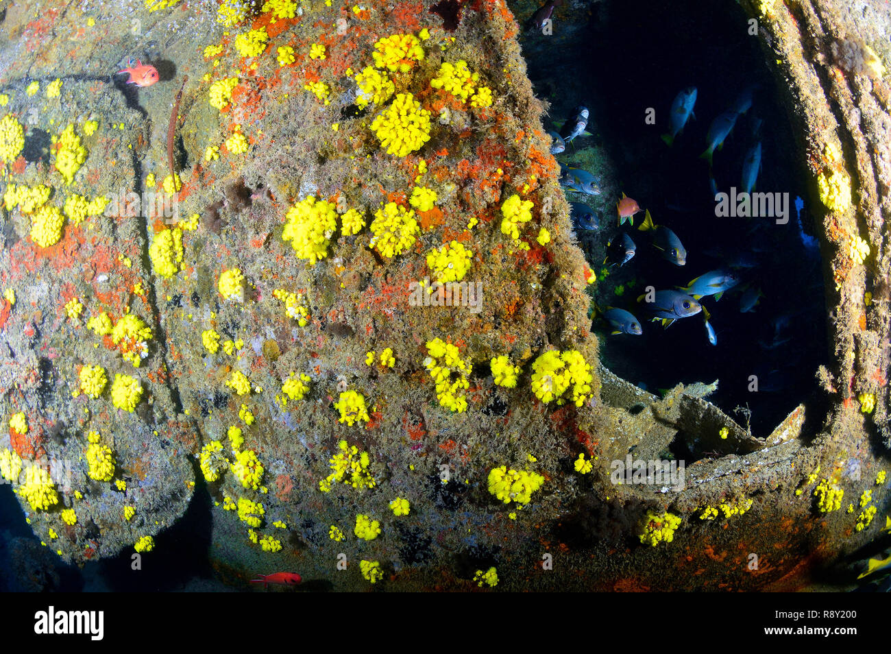 Kwarcit wreck hi-res stock photography and images - Alamy
