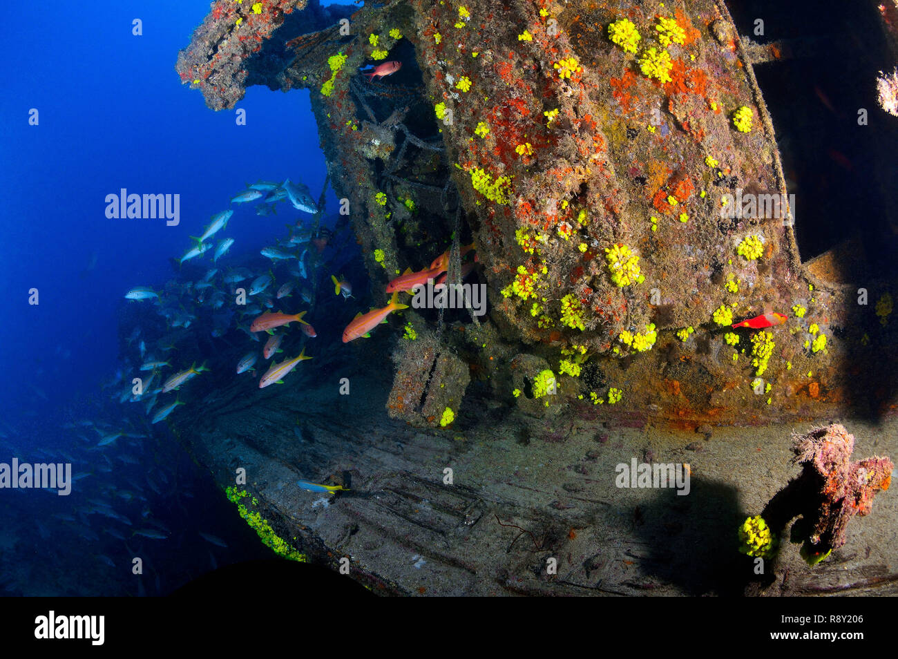 Cabo verde underwater hi-res stock photography and images - Alamy