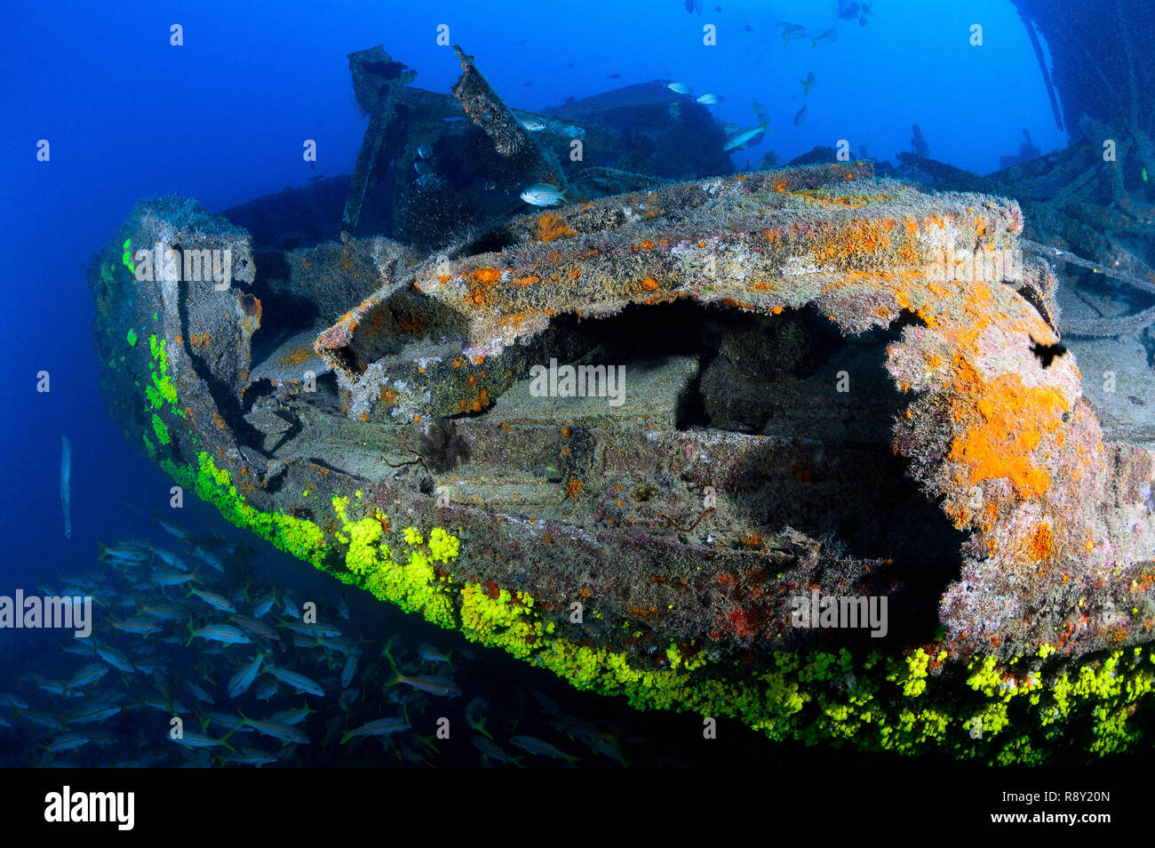 Cabo verde underwater hi-res stock photography and images - Alamy