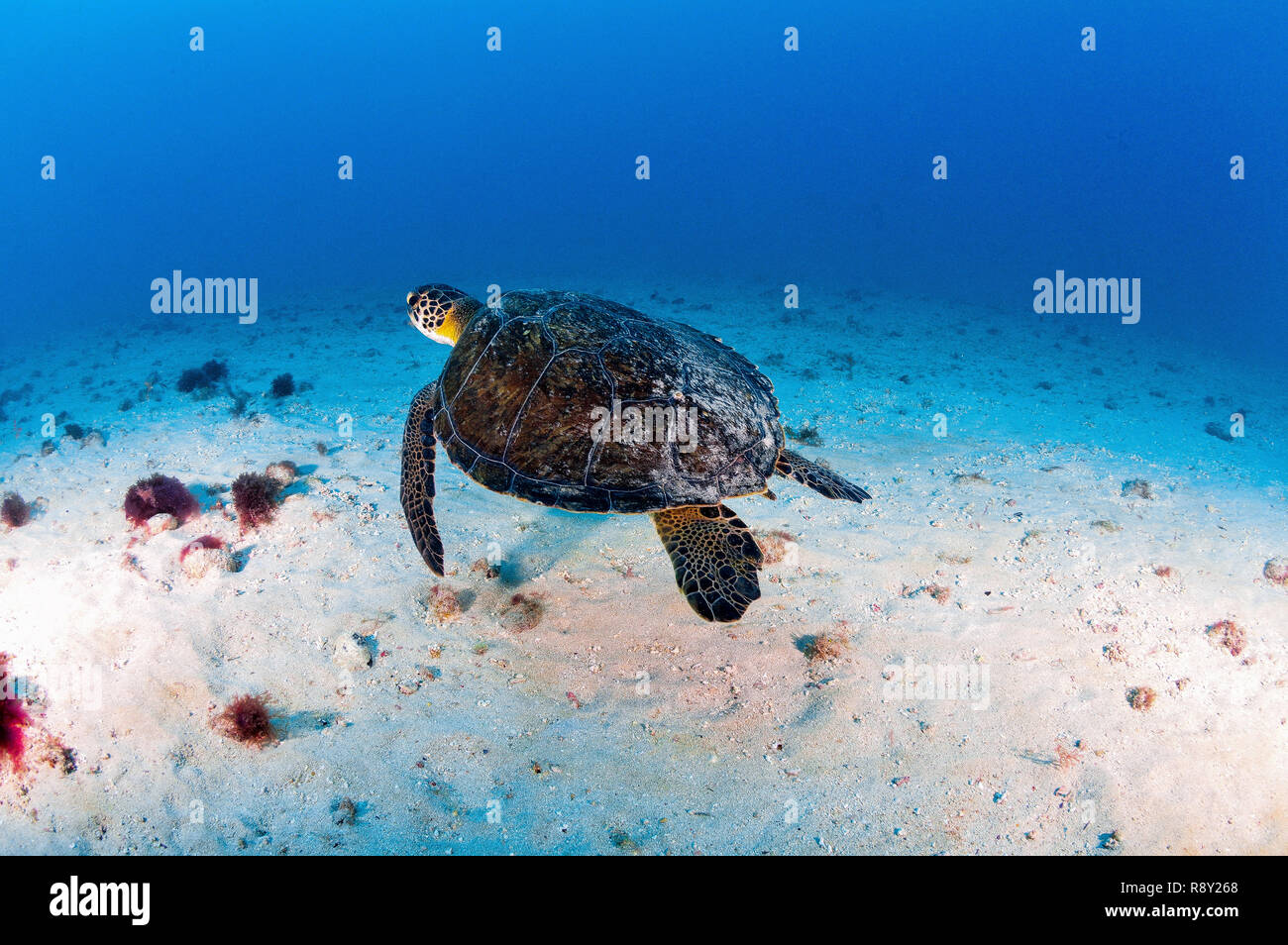 Turtle in Sal - Cabo Verde Stock Photo - Alamy