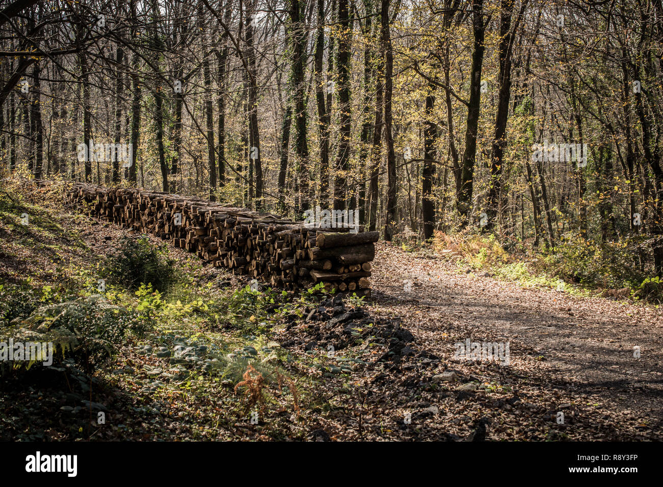 Stack of tree trunks piled up wood logs in forest Stock Photo - Alamy