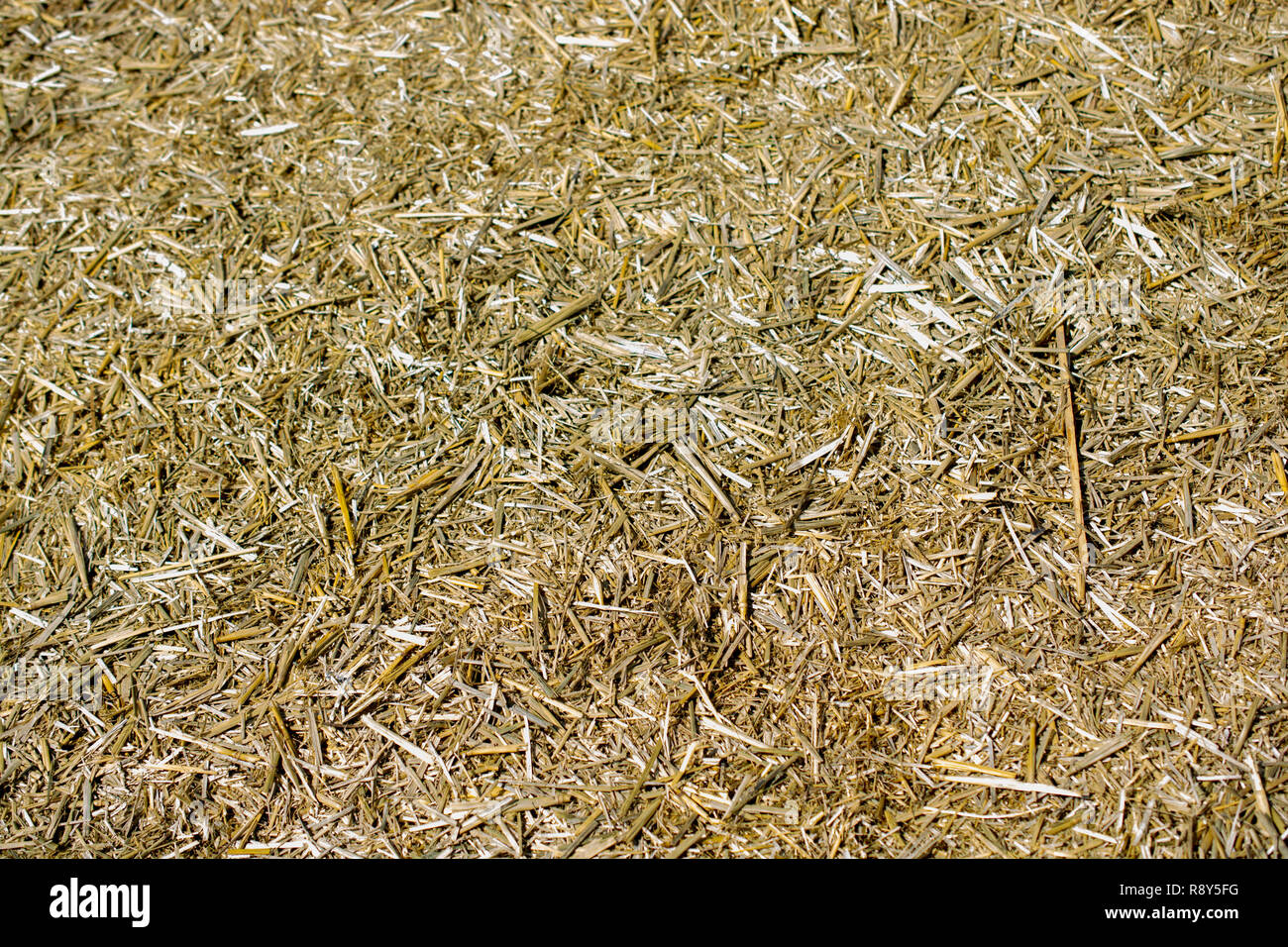 Yellow hay as a texturd background in the view Stock Photo - Alamy