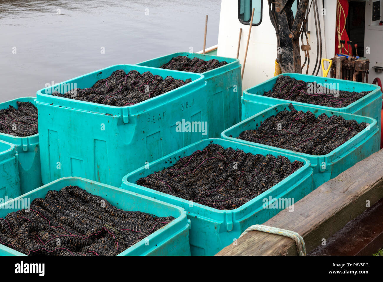 Mussel Seed High Resolution Stock Photography and Images - Alamy