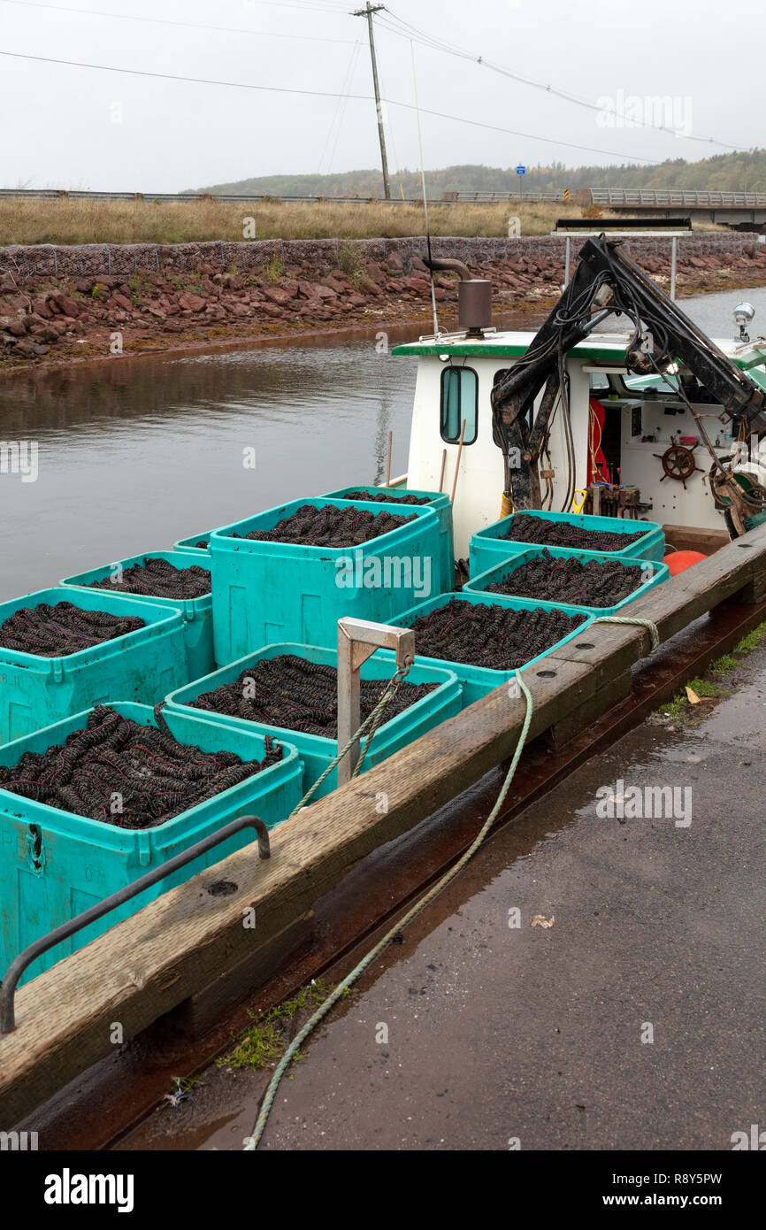 Mussel farming, Prince Edward Island, Canada, by James D. Coppinger ...